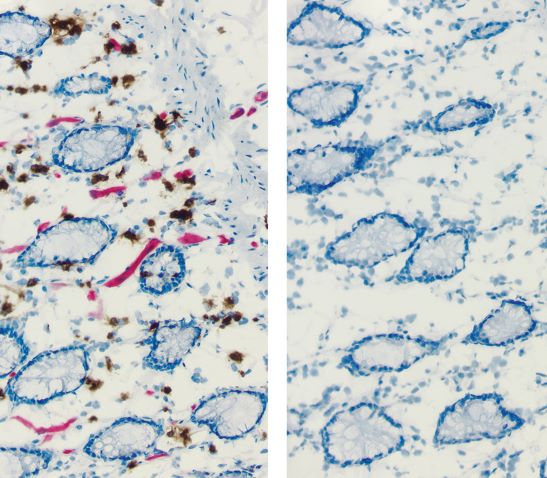 嘉旺股份有限公司 Vector Laboratories IHC 免疫化學染色試劑